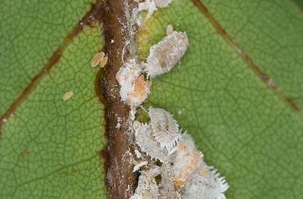 Grape Mealybug